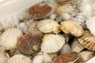 Buying British Seafood - Discover Seafood
