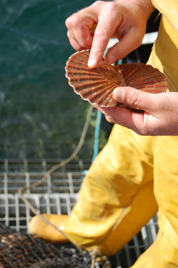 Food for the soul - Discover Seafood