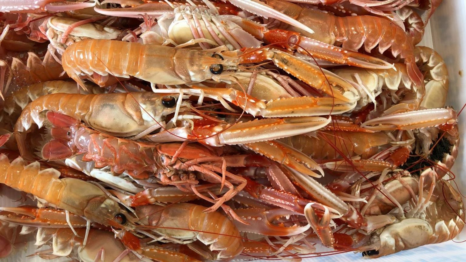 Forage & Feast in the North West Highlands - Discover Seafood