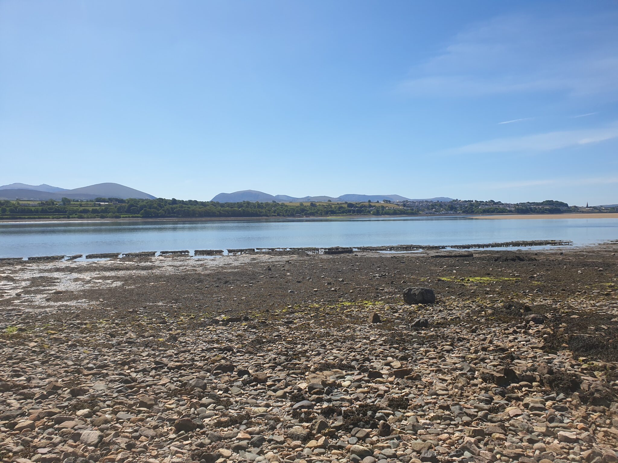 Menai Oysters: Passion and Innovation in North Wales - Discover Seafood